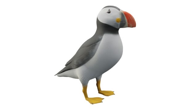 Puffin Augmented Reality (AR) Quick Look Model Educational Teaching ...