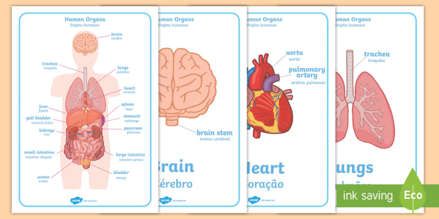 Human Body Organs Display Posters - English/Portuguese - Human Body Organs