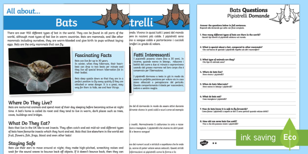 Bats Reading Comprehension English/Italian - Bats Reading Comprehension