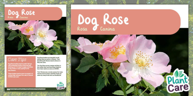 Tree Fact File: Dog Rose (creat de profesori)