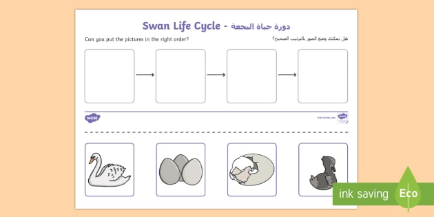 Swan Life Cycle Worksheet Arabic/English (teacher made)