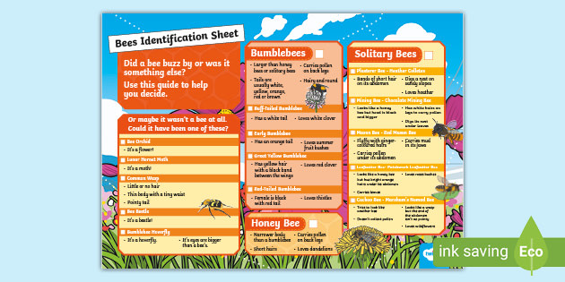 Bees Identification Chart - CfE Learning Resources - Twinkl