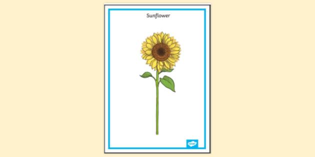 FREE! - Sunflower Poster for KS2 | Display Posters | Twinkl