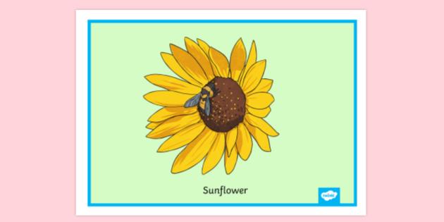 FREE! - Sunflower Display Poster | Primary Resources