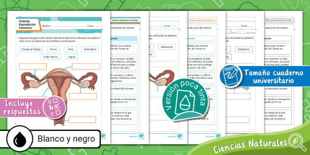 Sistema Reproductor Femenino Sistema Reproductor Femenino Sistema