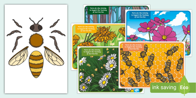 Bee Activity to Support the Teaching of Just One Bee