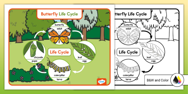 Butterfly Life Cycle Word Mat (teacher made)