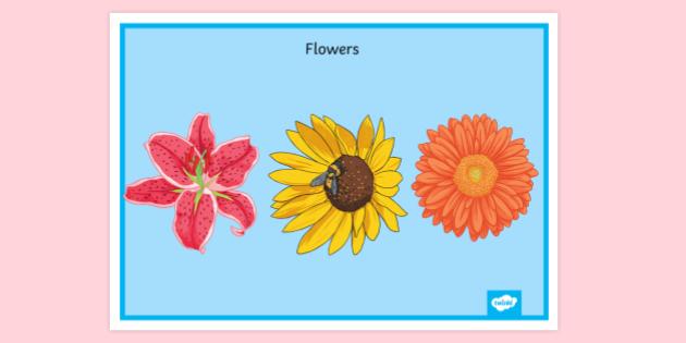 Children's Flowers Display Poster | Primary Resources