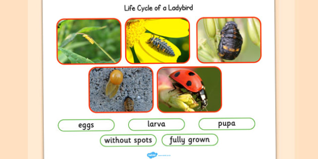 Life Cycle of a Ladybird Photo Cut Out Pack