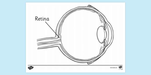 FREE! - Retina Colouring Sheet | Colouring Sheets