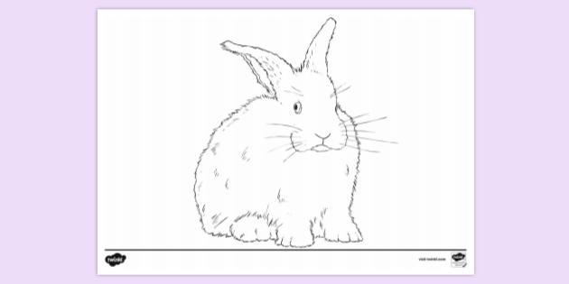 FREE! - Rabbit Colouring Sheet | Colouring Sheets