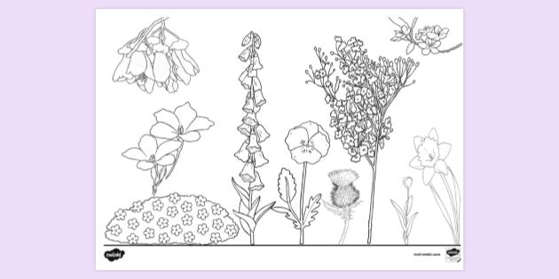 Page Full of Flowers to Colour (Teacher-Made)