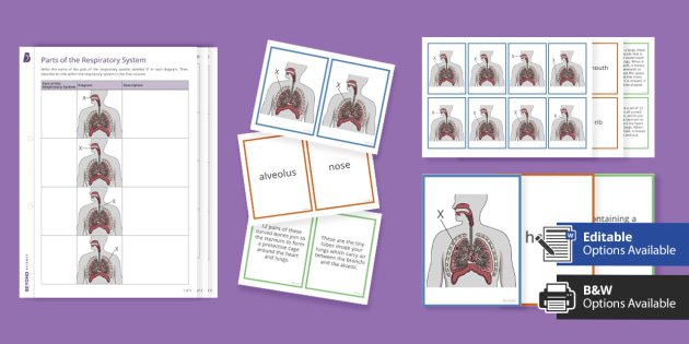 Respiratory System Resource Pack (teacher made)