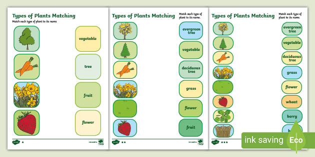 Types Of Plants Worksheet Easy To Print Twinkl