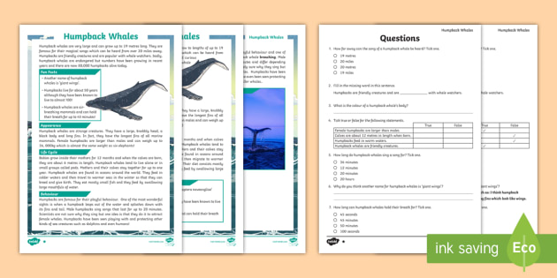 Whale Reading Comprehension Worksheets | Downloadable