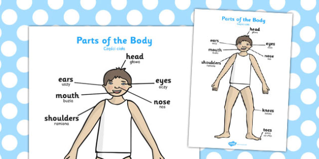 Parts of the Body A4 Head and Shoulders Polish Translation - polish