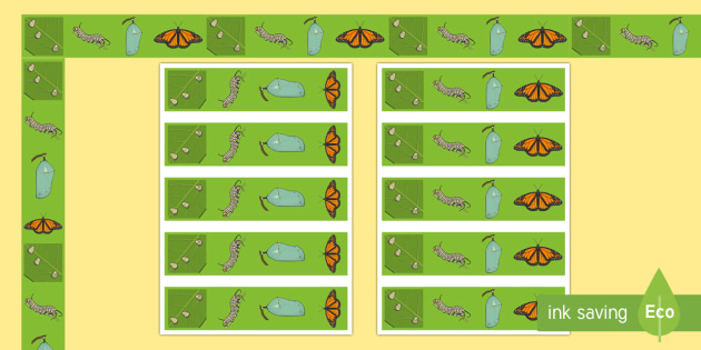 Butterfly Life Cycle Display Borders (teacher made)