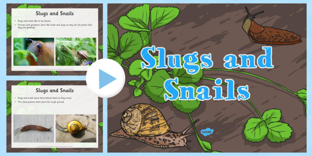 All About Slugs and Snails EYFS Information PowerPoint - Understanding the