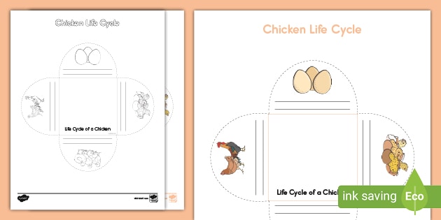 Chicken Life Cycle Activity (teacher made)