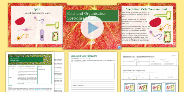 Cells and Organisation Lesson 4: Specialised Cells Lesson Pack
