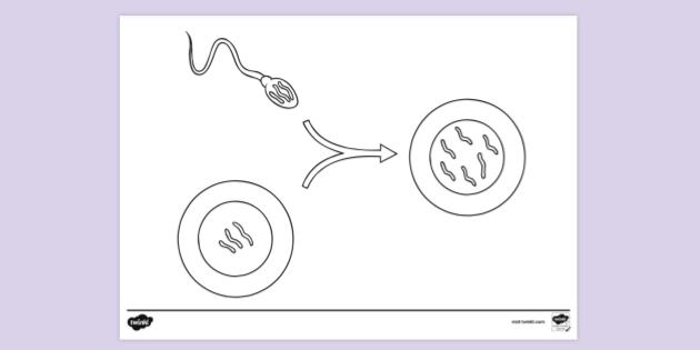 Colouring | Colouring Sheets (teacher made)