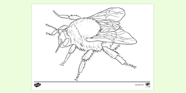 Bumblebee Colouring Sheet | Colouring Sheets