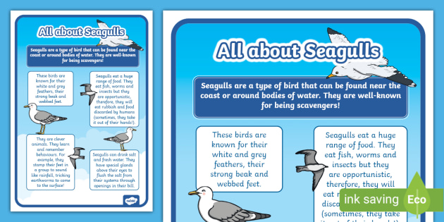 Word Template Seagull Pair