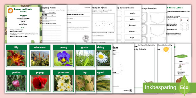 Plants and Seeds Lapbook (teacher made)
