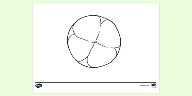 Cell Division Colouring Sheet (teacher made)