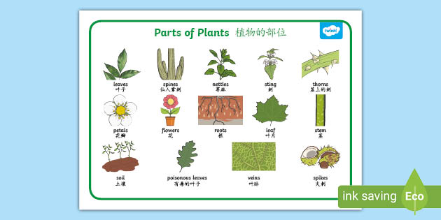 Parts of Plants Word Mat - English/Mandarin (teacher made)
