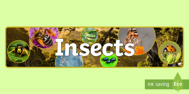 Insects Photo Display Banner (teacher made)