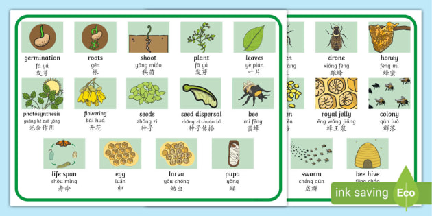 Life Cycles Word Mat - English/Mandarin Chinese/Pinyin