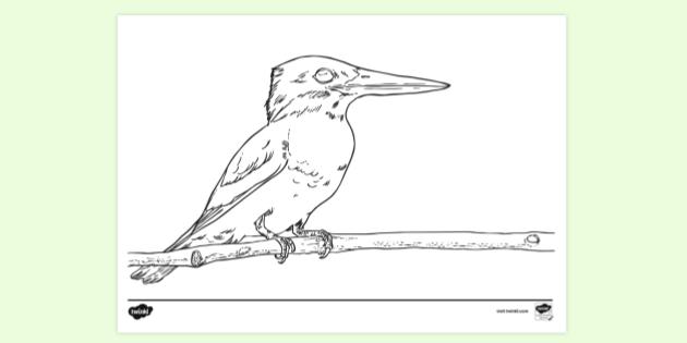 FREE! - Kingfisher Bird Colouring | Colouring Sheets