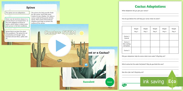 * NEW * Cactus STEM Activity and Resource Pack
