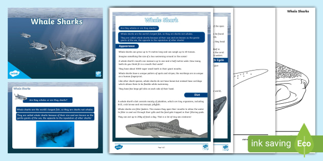 Fact Sheet The Whale Shark The Update