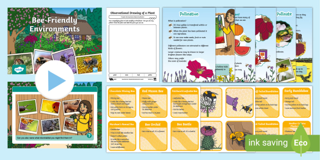 Bees Lesson Plan • Twinkl.com.au