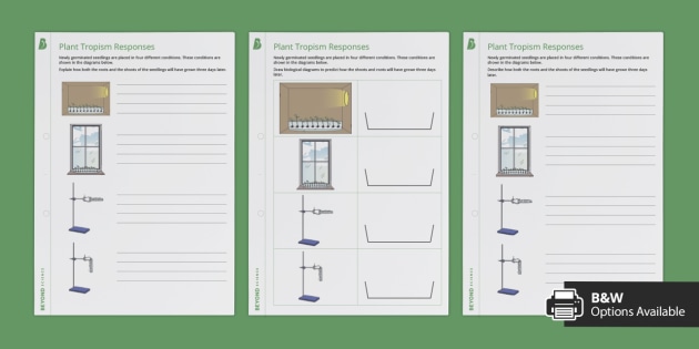 Plant Tropism Responses (Teacher-Made)
