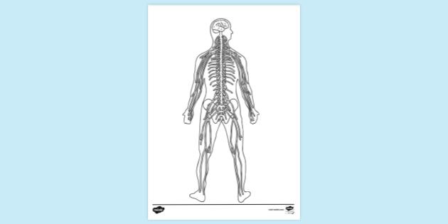 FREE! - Human Body Colouring Pages | Colouring Sheets