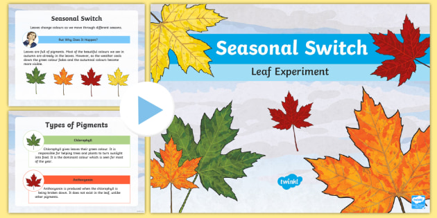 Seasonal Switch Leaf Experiment PowerPoint (teacher made)