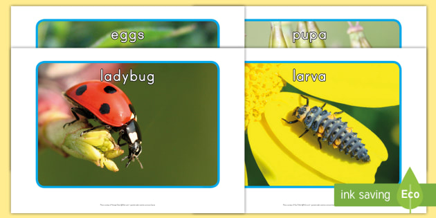 Ladybug Life Cycle Photos - USA Early Childhood Science: Life Cycles ...