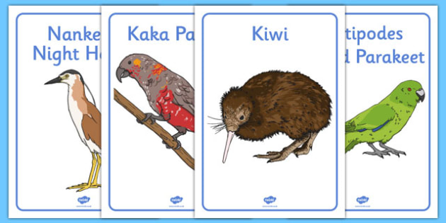 New Zealand Animals Posters | Primary Resources