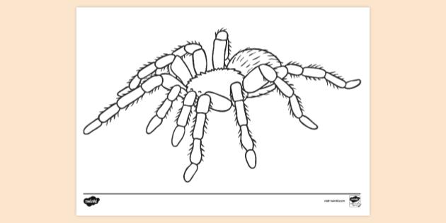 FREE! - Tarantula Colouring Page | Primary Resources | Twinkl