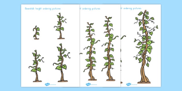 Beanstalk Height Ordering Pictures (teacher made)