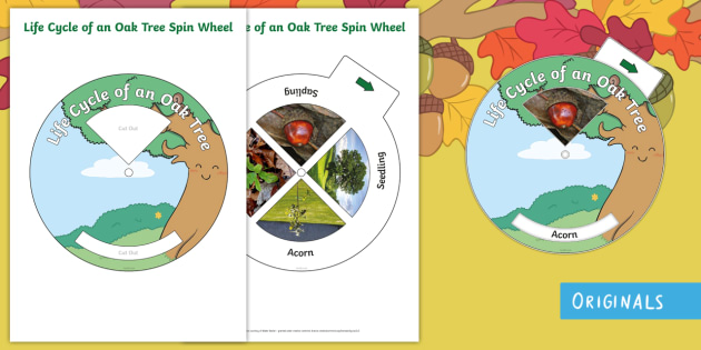 Life Cycle of an Oak Tree Spin Wheel Activity
