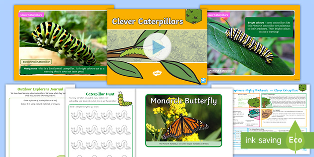 Outdoor Explorers - EYFS - Summer Clever Caterpillars Lesson