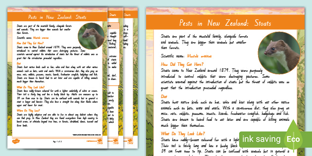 Pests in New Zealand: Stoats Fact File (teacher made)