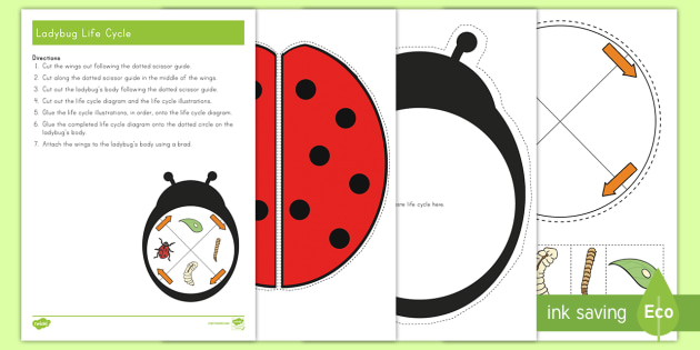Ladybug Life Cycle Project