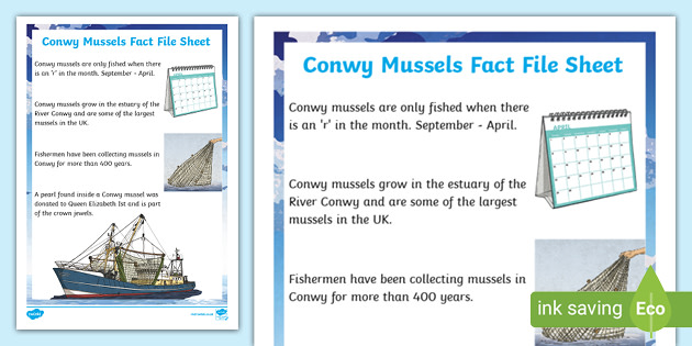 FREE! - Conwy Mussels Fact File – Information Sheet for Kids