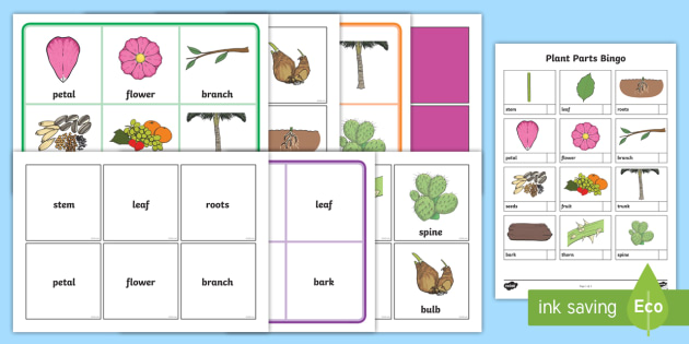 Plant Bingo | Fun Games and Activities | Twinkl Resources