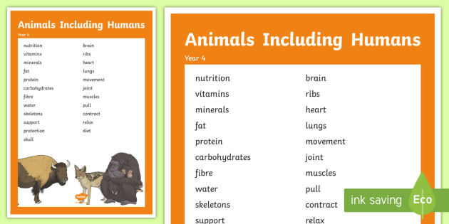 Year 4 Animals Including Humans Scientific Vocabulary Poster